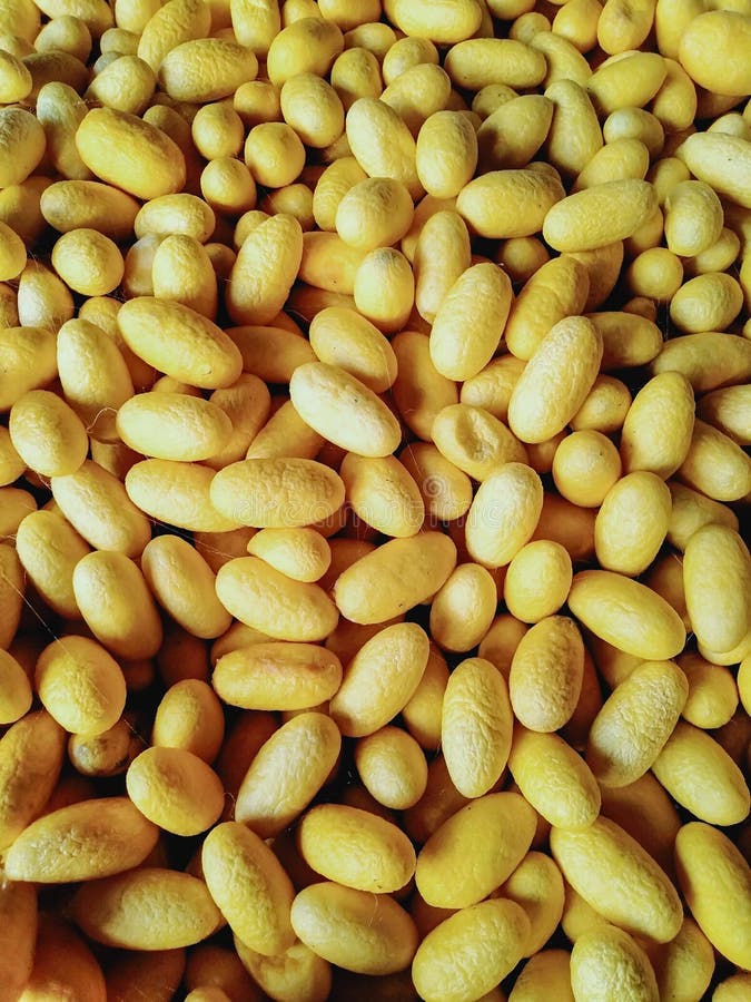 Yellow Cocoon, Thailand stock photo. Image of yellow - 147164900