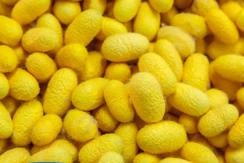 Yellow cocoons stock photo. Image of textile, worm, thread - 29167430