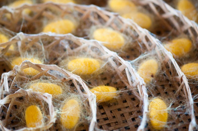 Yellow Cocoons Made by the Silkworm Stock Image - Image of larvae ...