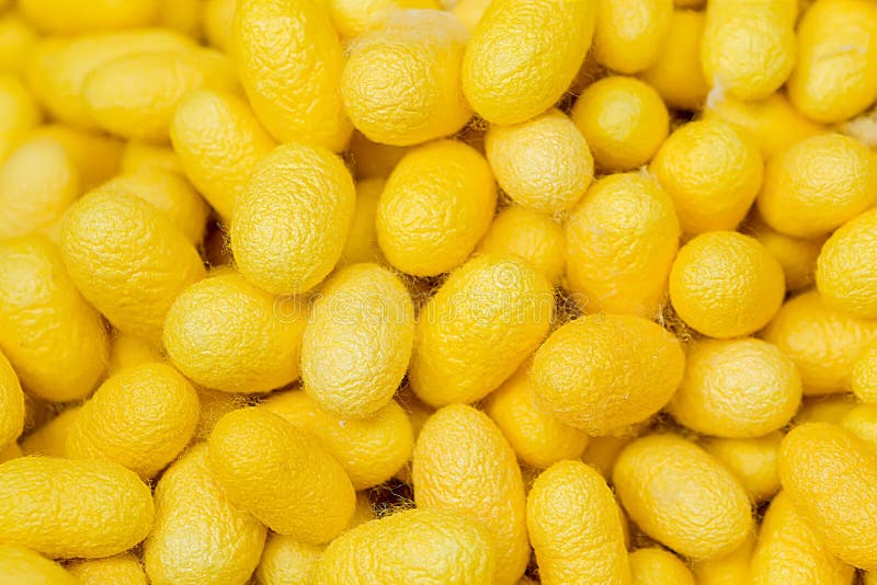 Yellow Cocoons of the Silkworm Stock Image - Image of larvae, pure ...