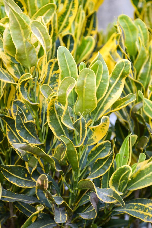 Yellow Codiaeum Variegatium Plant Stock Photo - Image of croton, fresh ...