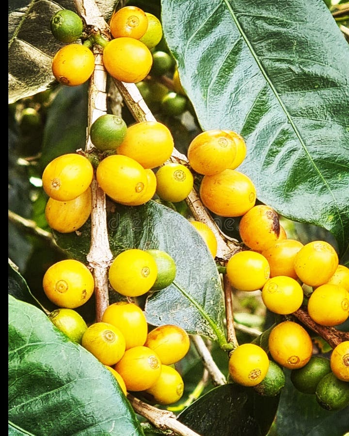 Yellow Coffee Beans, Boquete Panama. Stock Photo - Image of food ...