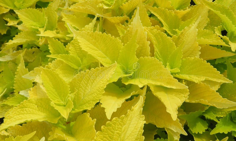 Yellow Coleus Leaves Background, Closeup Stock Photo - Image of macro ...