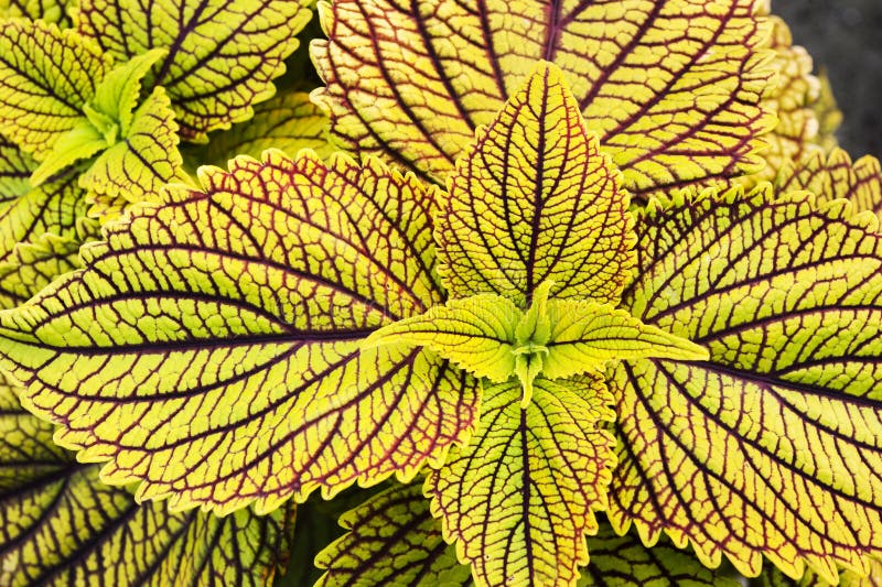 Yellow Coleus Leaves Stock Image Image Of Garden Horticulture 44502741