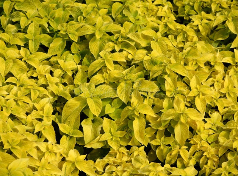 Yellow coleus leaves stock image. Image of seasonal, summer - 44502741