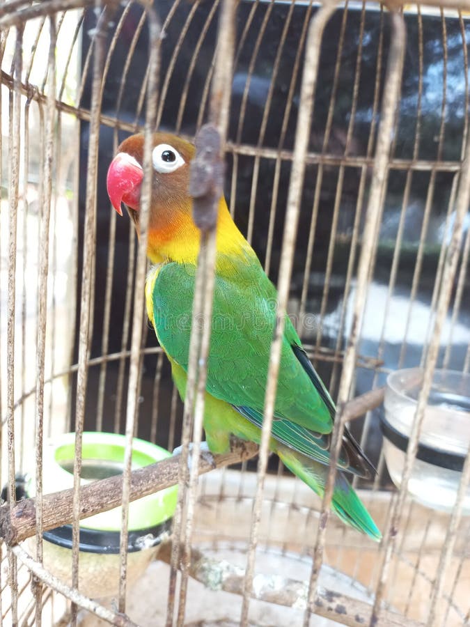 Black Mask Lovebird Stock Photos - Free & Royalty-Free Stock Photos ...