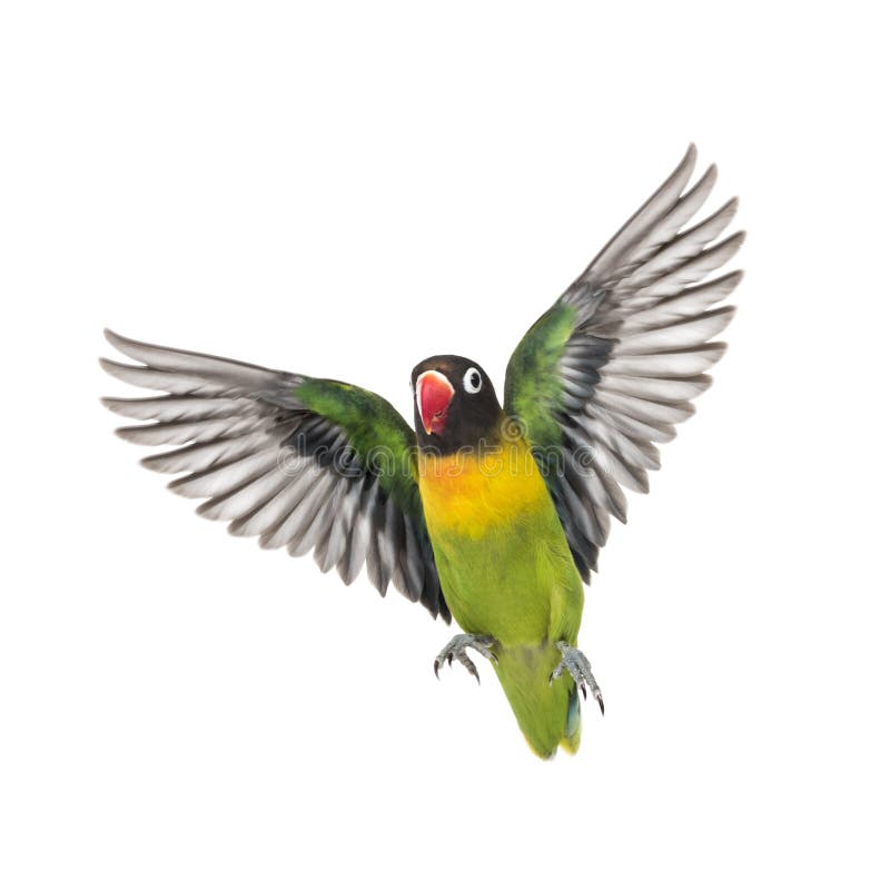 Yellow-collared Lovebird Flying, Isolated Stock Image - Image of flying ...