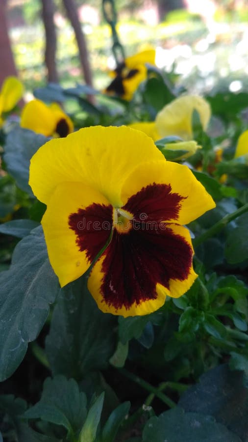 Flowers stock image. Image of yellow, beautiful, flowers - 116647637