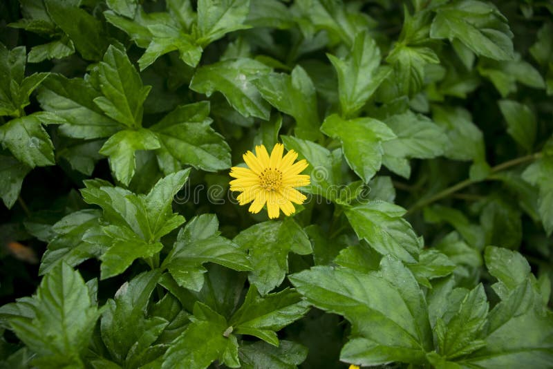 Yellow Color Beautiful Single Flower in the Nature Stock Photo - Image ...