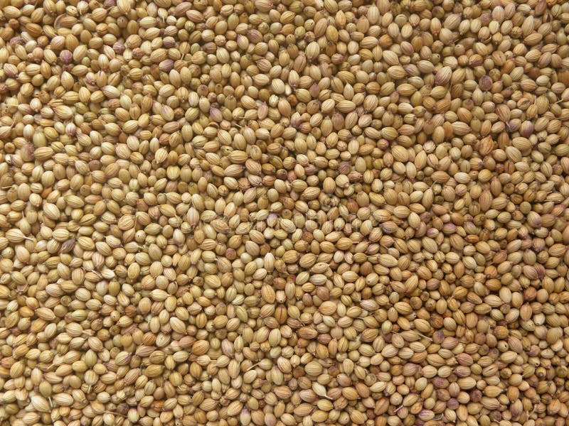 Yellow Color Coriander Seeds Spices Stock Image - Image of cuisine ...