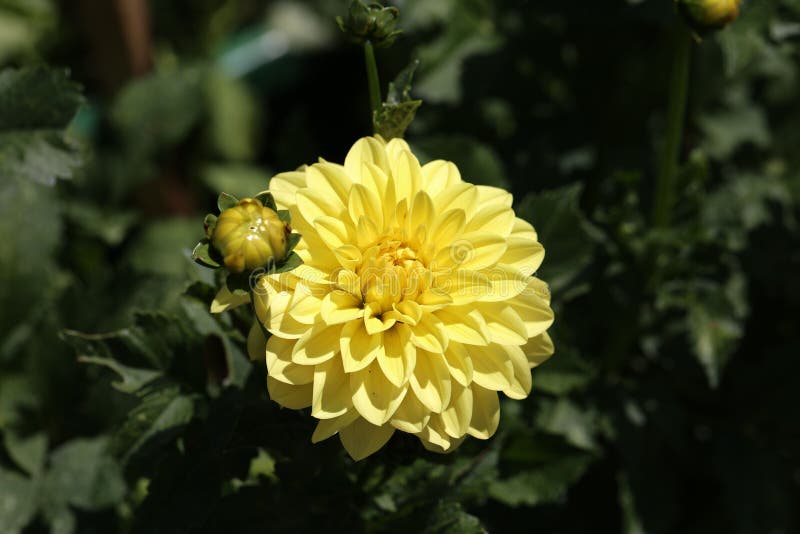 Yellow Color Dalia Flower in the Park Stock Photo - Image of ...