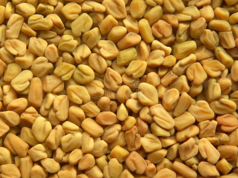 Yellow Color Dry Fenugreek Seeds Stock Image - Image of cuisine ...