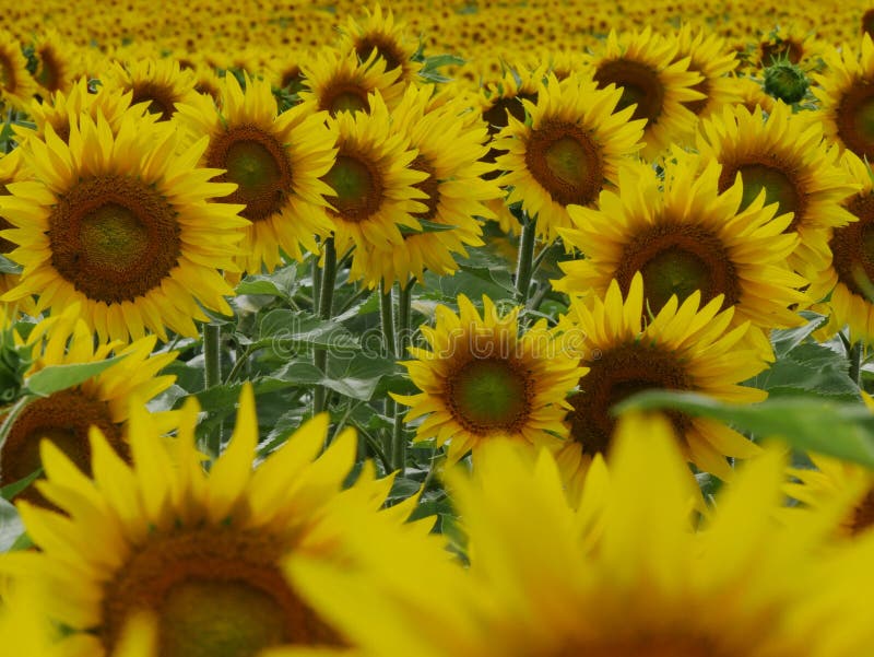 Yellow Color : Endless Rows of Sunflower Blooming in July Stock Image ...