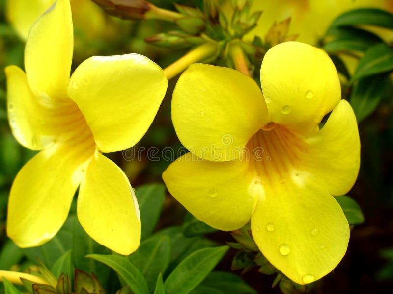 Yellow color flower stock photo. Image of lifeful, nature - 1095230