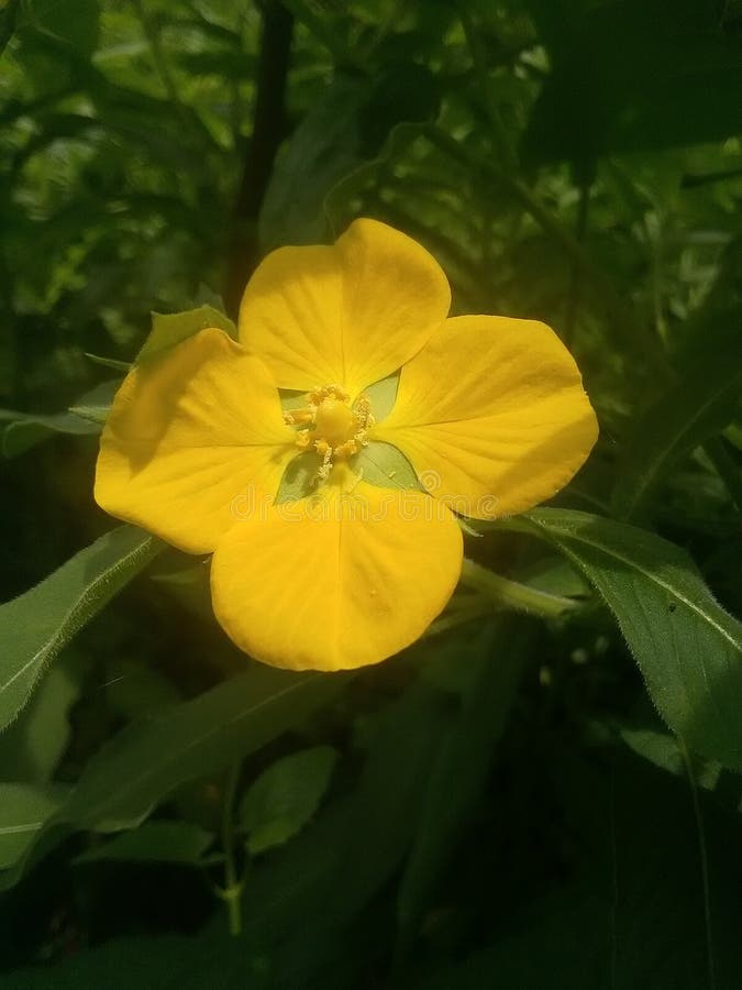 Yellow Color Flower Head Plant Leafe Stock Photo - Image of color, head ...