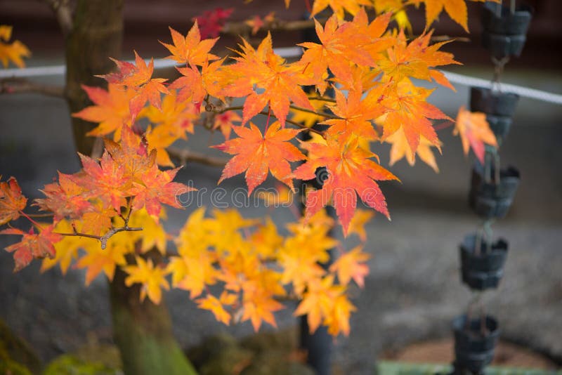 Yellow Color Maple in Autumn Season Stock Image - Image of nature ...