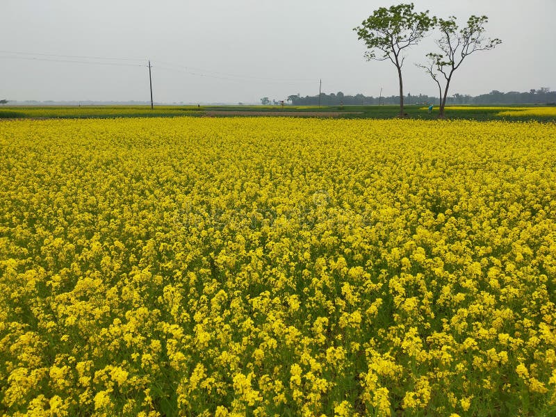 The Yellow Color Mustard Flower is Very Beautiful Stock Photo - Image ...