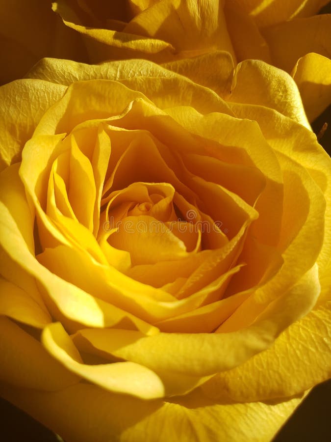 Yellow is the Color of My Soul Stock Image - Image of rose, flower ...