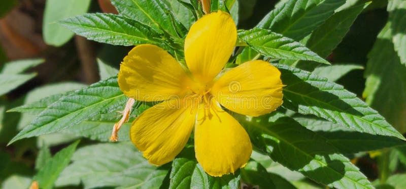 Yellow Color in Papuan Indonesian Stock Photo - Image of asianflower ...