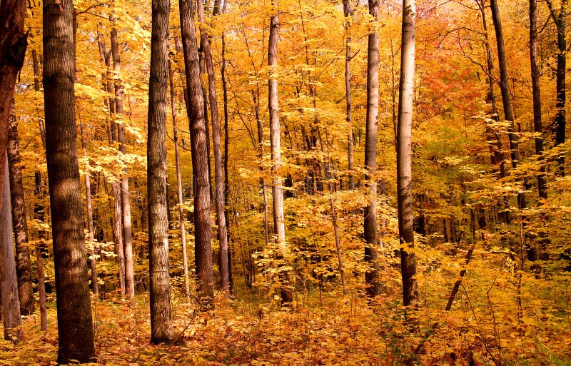 Yellow Color Trees stock image. Image of scenery, branches - 6990829