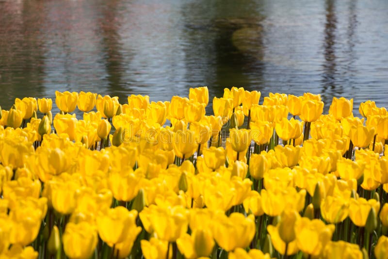 Yellow Color Tulips Bloom in Spring Stock Image - Image of color ...