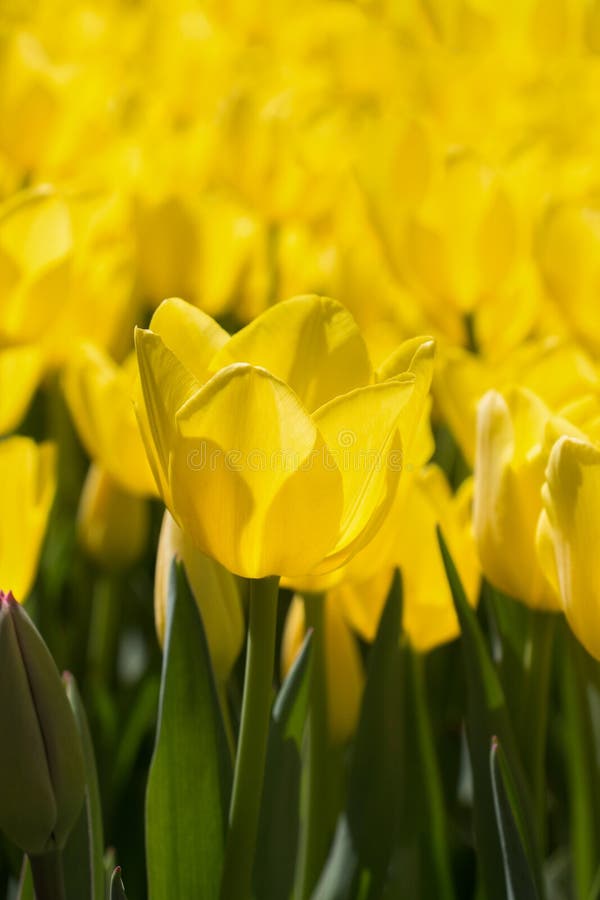 Yellow Color Tulips Bloom in Spring Stock Photo - Image of blooming ...