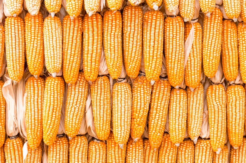 Yellow Color Wall. Made from Corn Stock Photo - Image of product ...