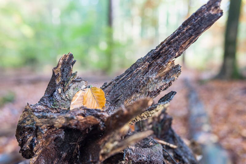 Yellow Colored Autumn Leaves on Rotten Tree Trunk in a Forest Stock ...