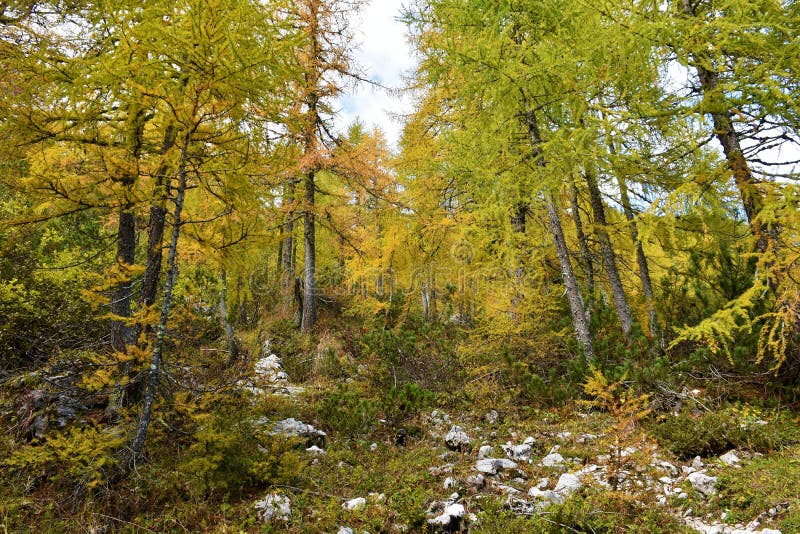Yellow Colored Larch (Larix Decidua) Forest Stock Image - Image of ...