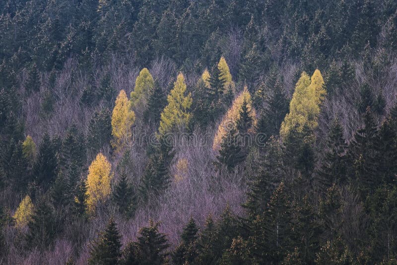 Yellow - Colored Larch Trees in a Spruce Forest in Autumn. Stock Photo ...