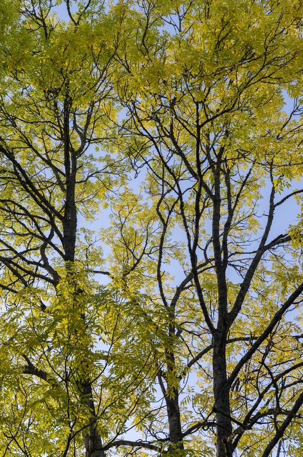 Yellow Ash Tree Leaves stock image. Image of seasonal - 45113843