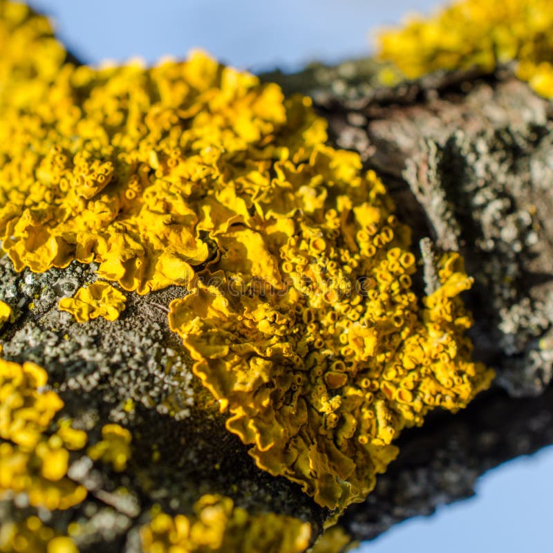Lichen Tree Colored Branch Very Old Stock Photos - Free & Royalty-Free ...