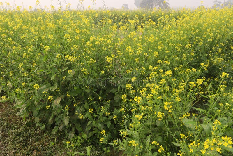 Mustard Flower on Farm for Harvest Stock Photo - Image of enjoyment ...