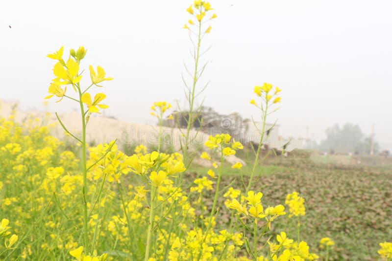 Mustard Flower on Farm for Harvest Stock Photo - Image of casual ...