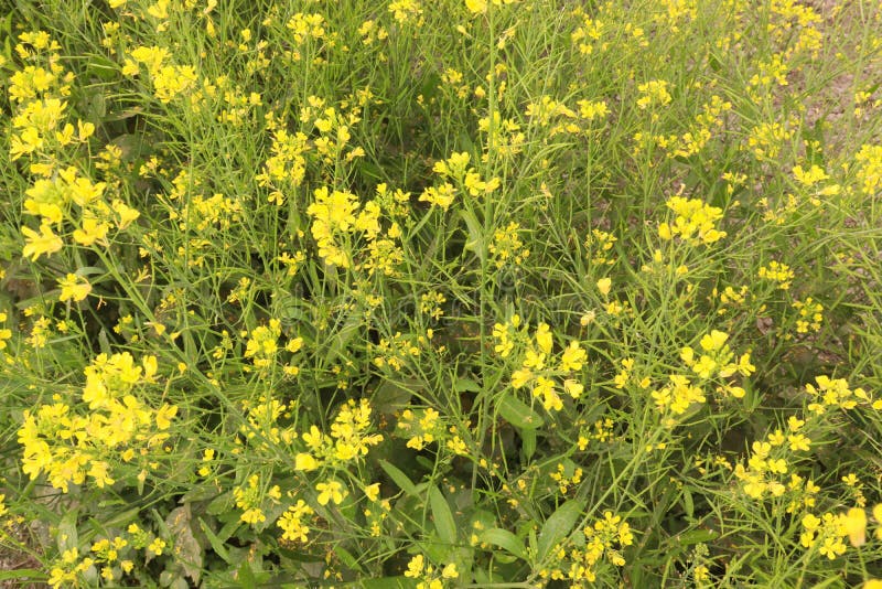 Mustard Flower on Farm for Harvest Stock Photo - Image of cultivation ...