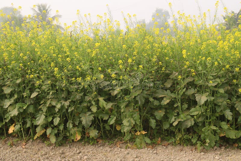 Mustard Flower on Farm for Harvest Stock Photo - Image of summer ...