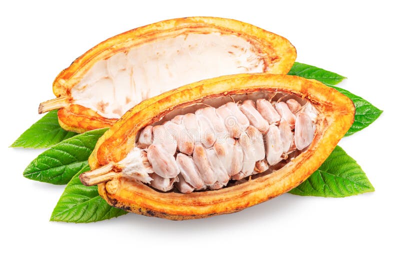 Yellow Colored Opened Cocoa Pod with Fresh Cocoa Beans Isolated on ...