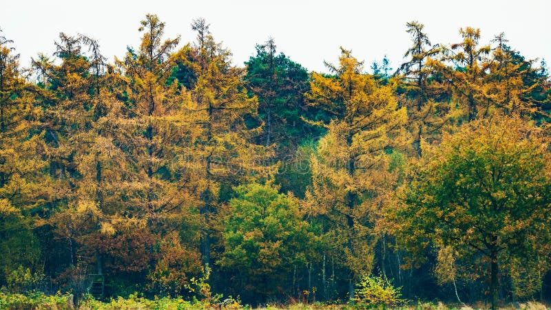 Yellow Colored Pine Trees in Forest during Autumn. Stock Photo - Image ...