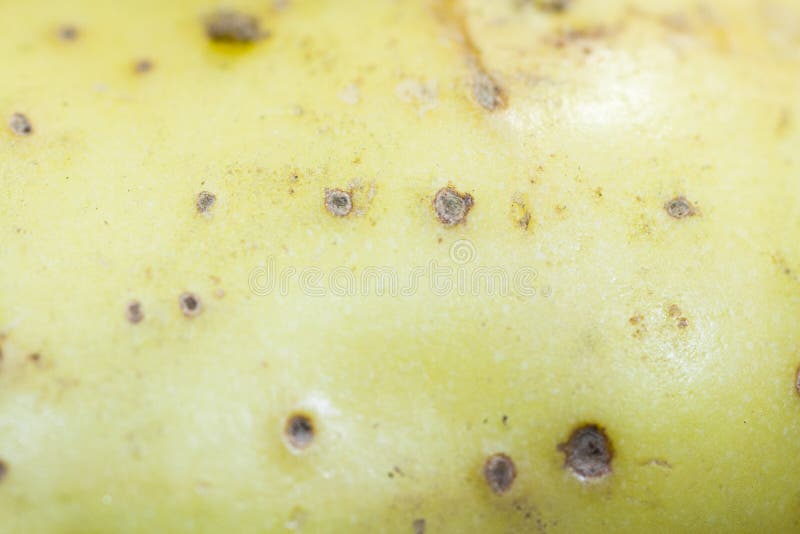 Yellow Colored Potato Detailed Texture Close Up Stock Image - Image of ...