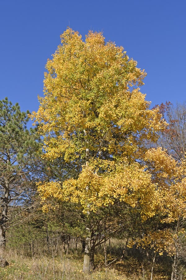 Yellow Colors in the Fall stock image. Image of minnesota - 107772431