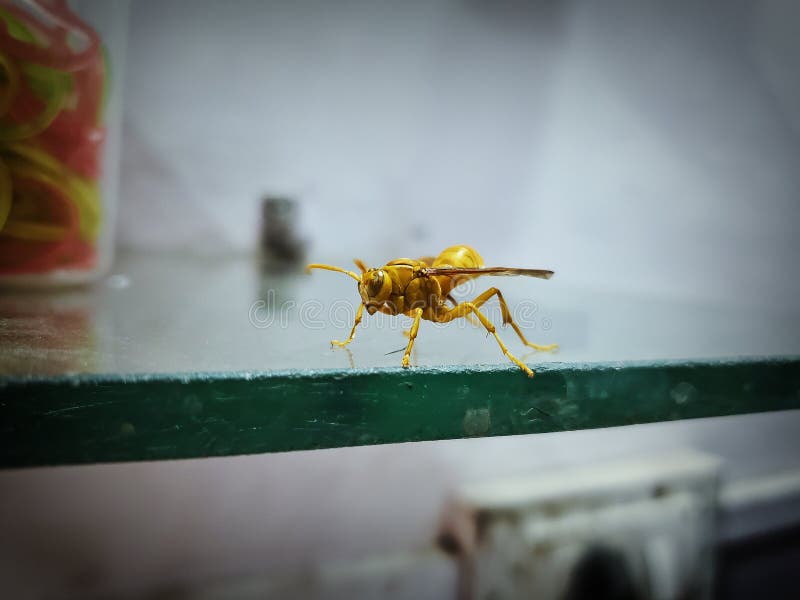 Yellow Colour Ants Flying Insects Stock Image - Image of insects ...