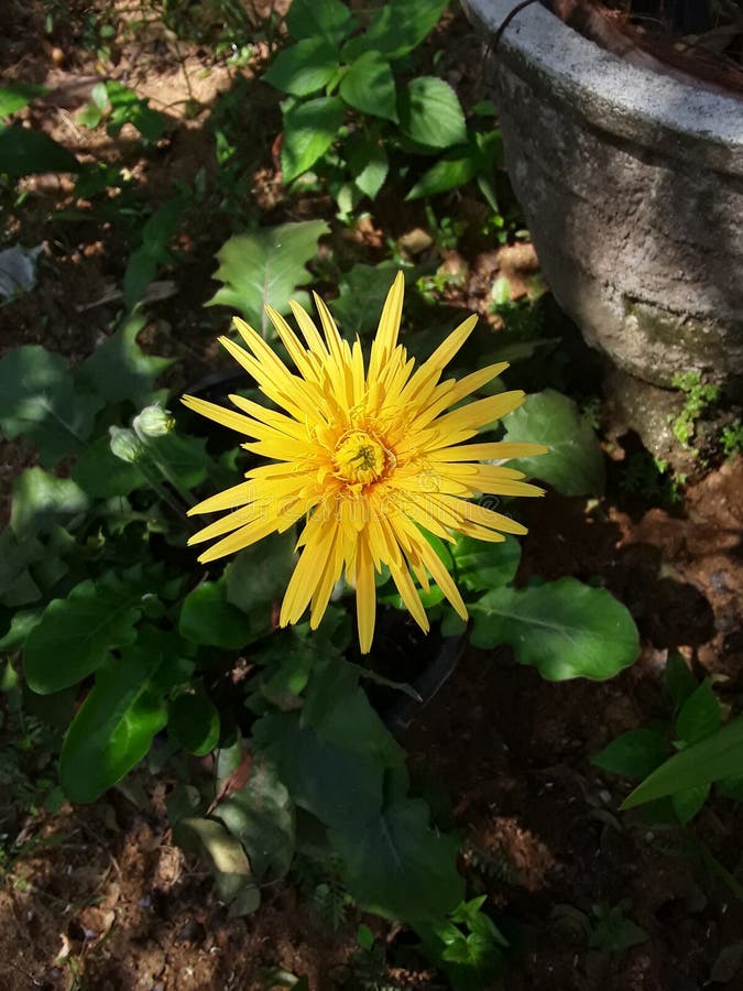 Barbandesiya Stock Photos - Free & Royalty-Free Stock Photos from ...