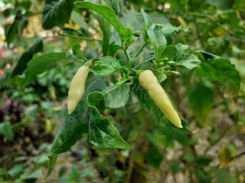Yellow Colour Chilli or Chilli Pepper Growing on the Plant Stock Photo ...