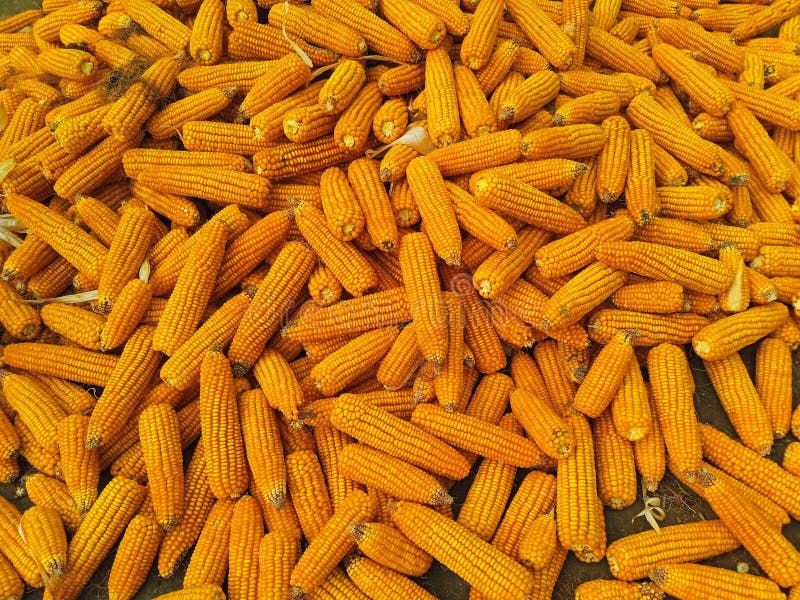 Yellow Colour Corn on the Cub Stock Photo - Image of corn, yellow ...