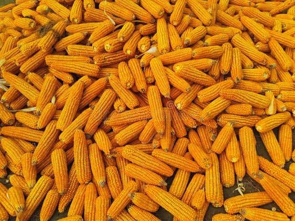 Yellow Colour Corn on the Cub Stock Photo - Image of corn, yellow ...