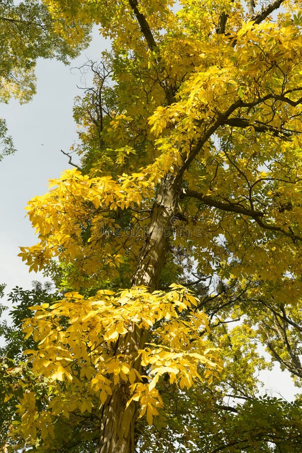 Yellow Colour of the First Autumn Leaves Stock Photo - Image of process ...
