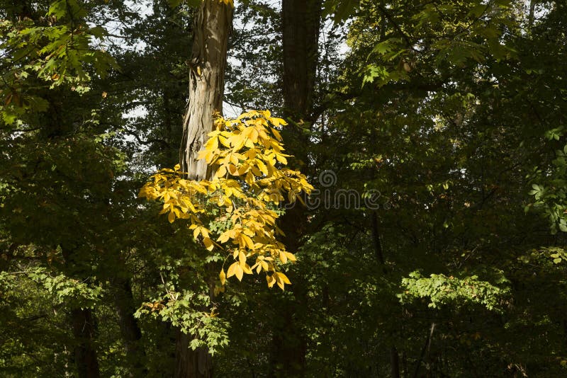 Yellow Colour of the First Autumn Leaves Stock Photo - Image of tree ...