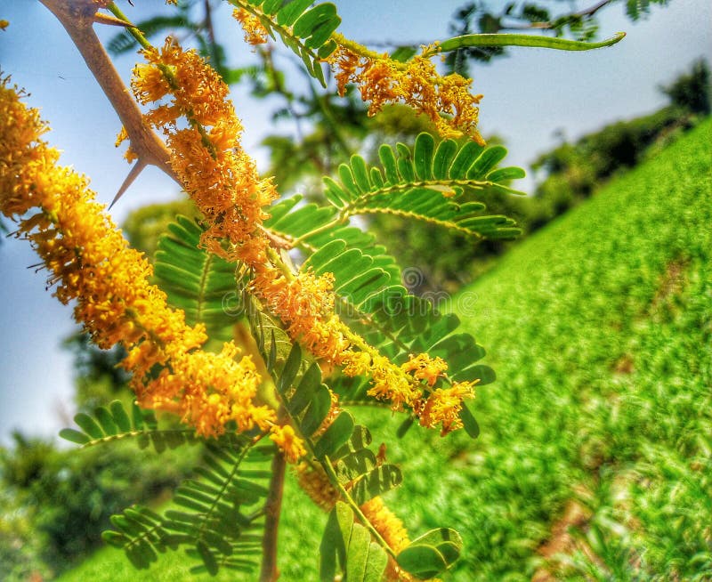 165 Babul Flower Stock Photos - Free & Royalty-Free Stock Photos from ...