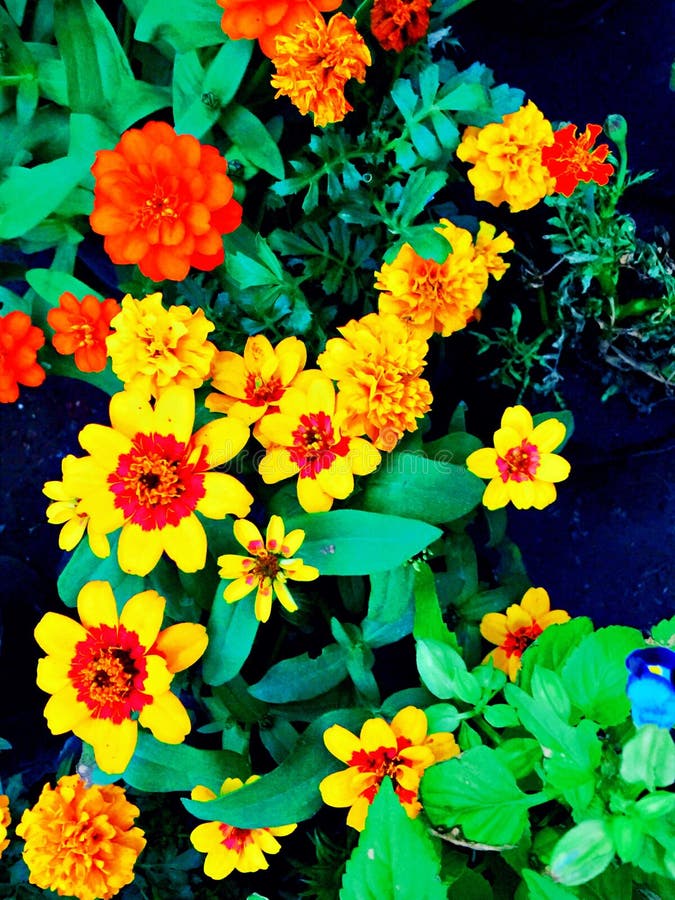 Yellow colour flower stock image. Image of floral, nursery - 243651313