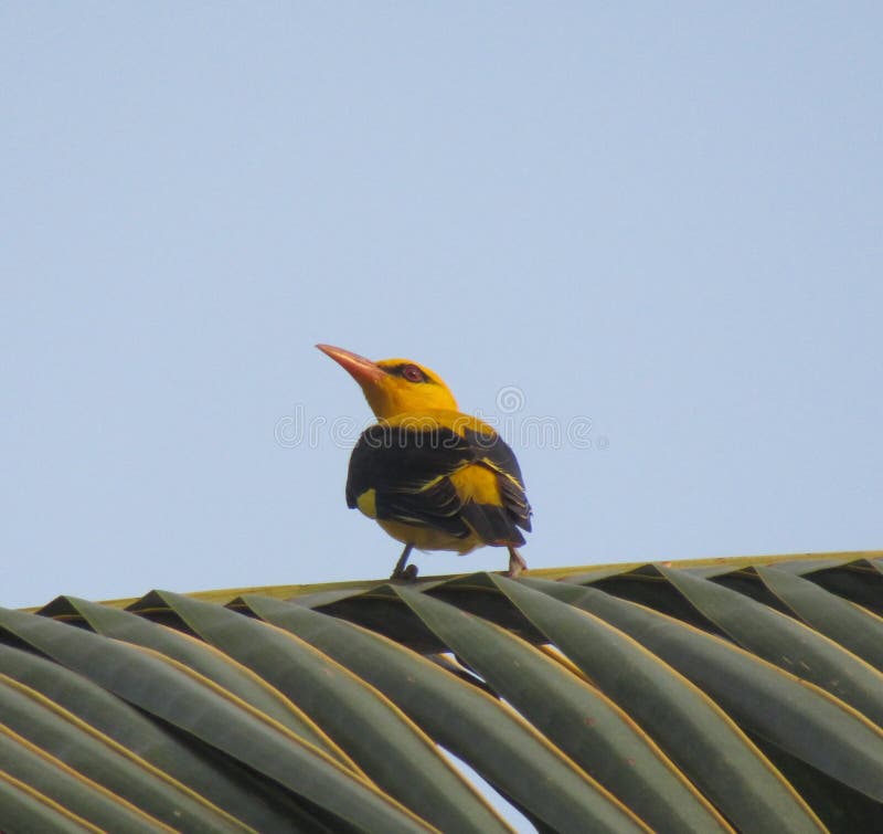 Yellow Colour Little Birds Standing on Trees Stock Photo - Image of ...